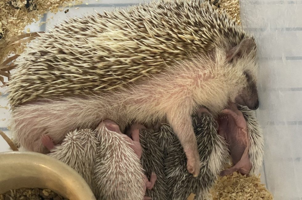 Basic Breeding Information - Millermeade Farm's Critter Connection