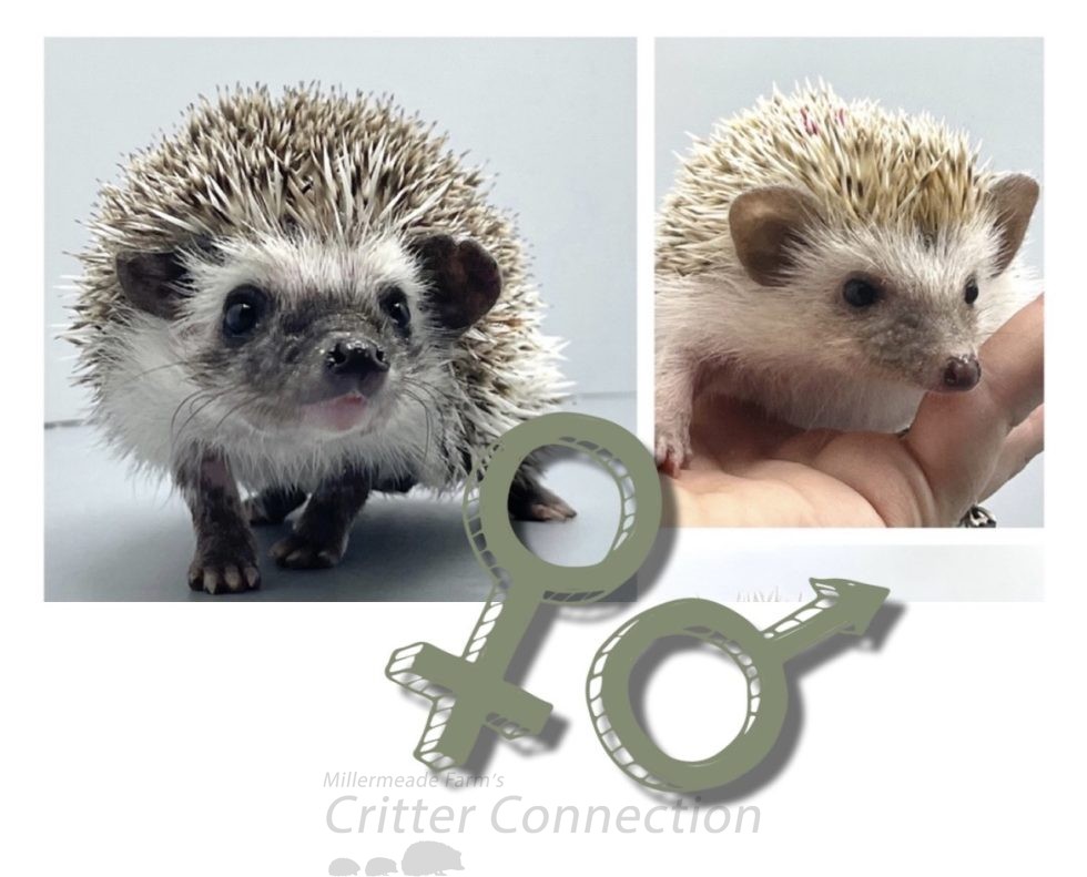 Gender Differences - Millermeade Farm's Critter Connection