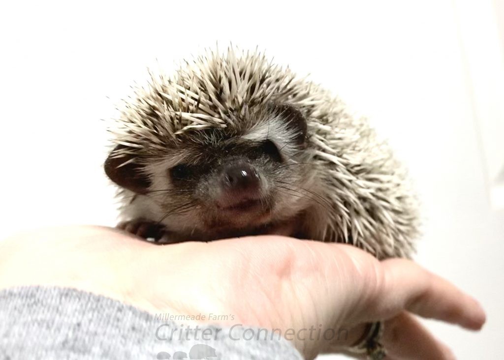 Basic Handling - Millermeade Farm's Critter Connection