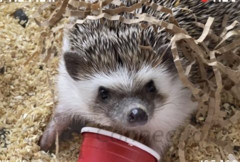 Activity Levels of Pet Hedgehogs - Millermeade Farm's Critter Connection