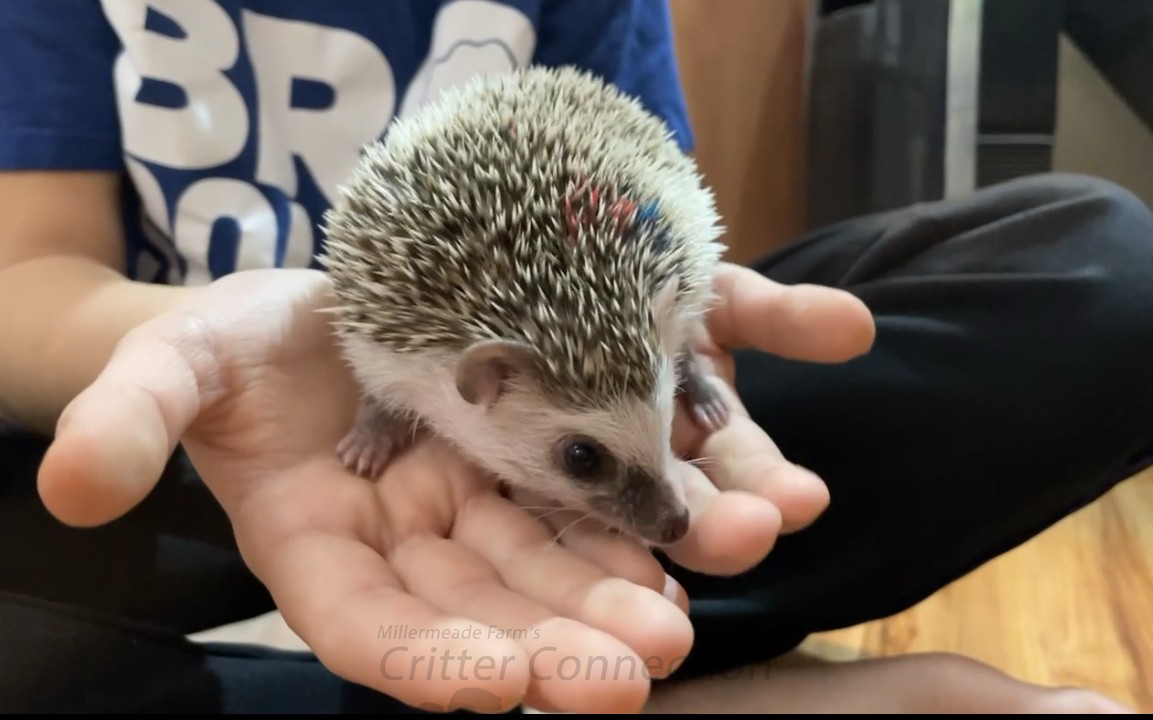 Uncurling - Millermeade Farm's Critter Connection
