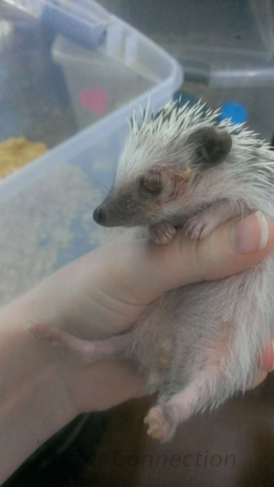 It Is Not Always Fun Being a Breeder (Warning) Graphic photos ...