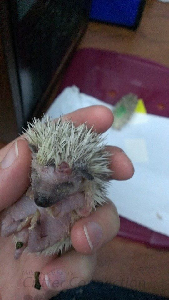 It Is Not Always Fun Being a Breeder (Warning) Graphic photos ...