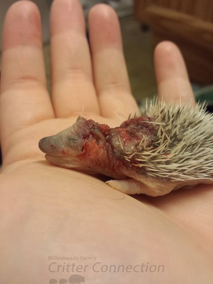 It Is Not Always Fun Being a Breeder (Warning) Graphic photos. - Millermeade Farm's Critter ...