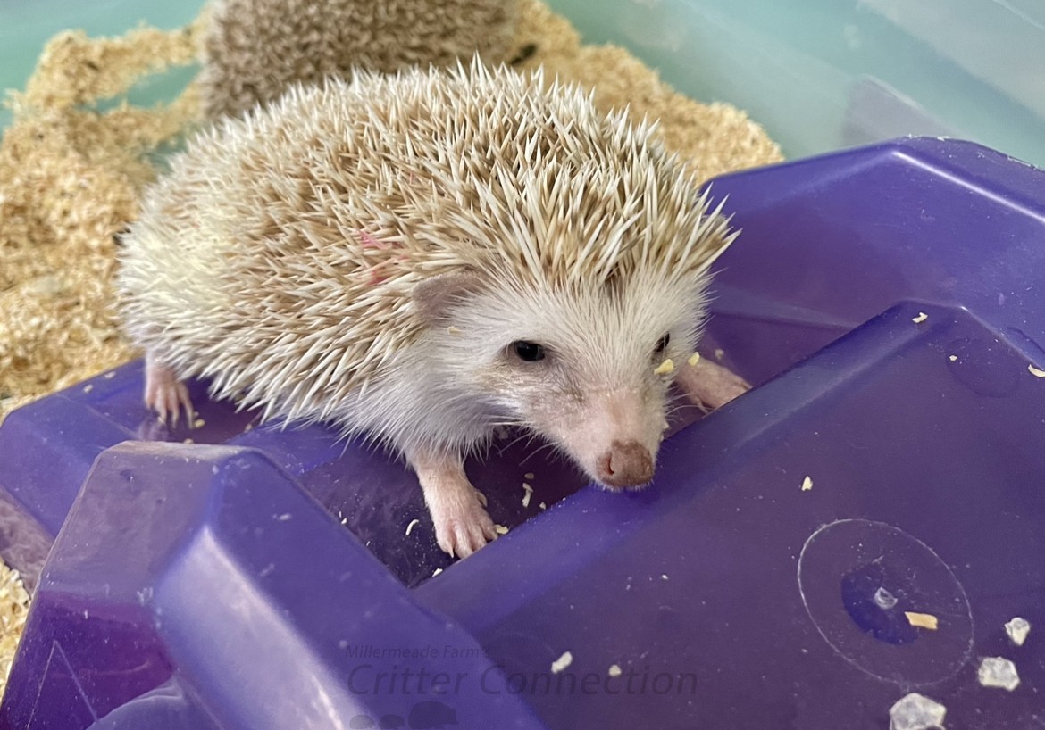 Climbing Objects & Multi-Level Cages - Millermeade Farm's Critter ...