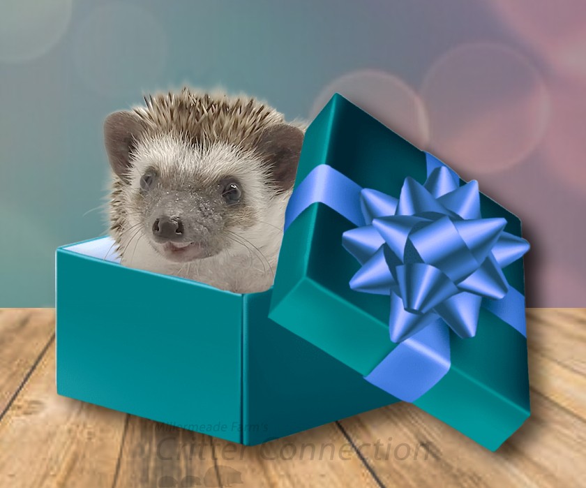 Hedgehogs As Gifts - Millermeade Farm's Critter Connection
