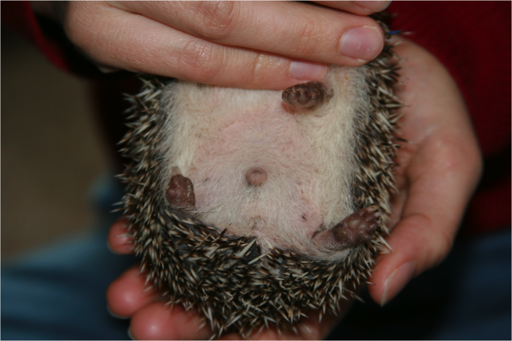 Gender Differences - Millermeade Farm's Critter Connection