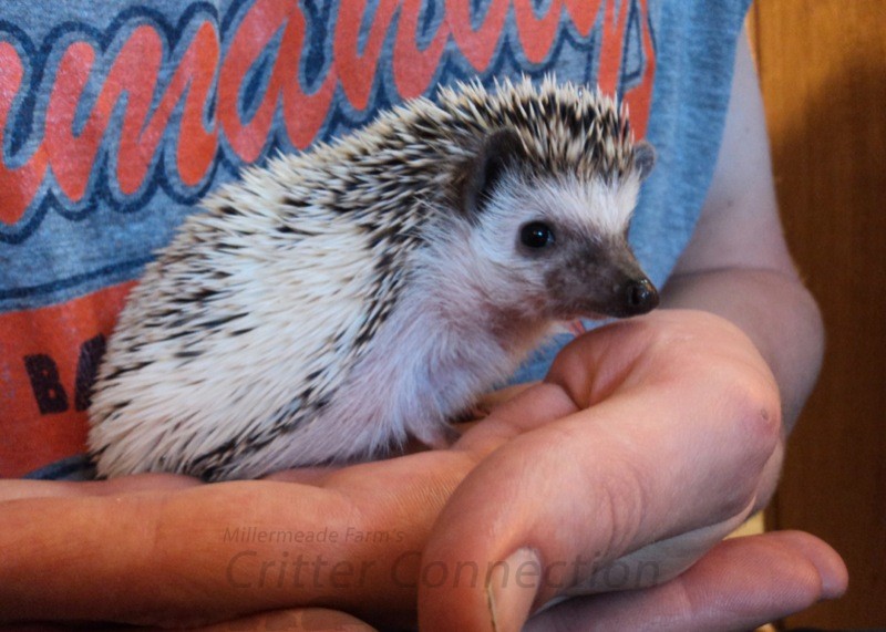 Bonding With Your Hedgehog - Millermeade Farm's Critter Connection