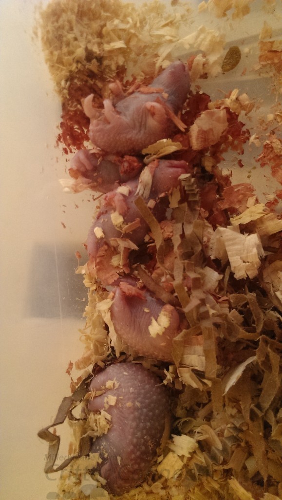 It Is Not Always Fun Being a Breeder (Warning) Graphic photos. - Millermeade Farm's Critter ...