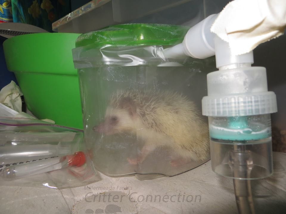 Respiratory Illness and Infection - Millermeade Farm's Critter Connection