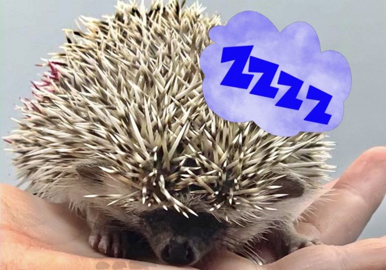 Hibernation and Estivation - Millermeade Farm's Critter Connection